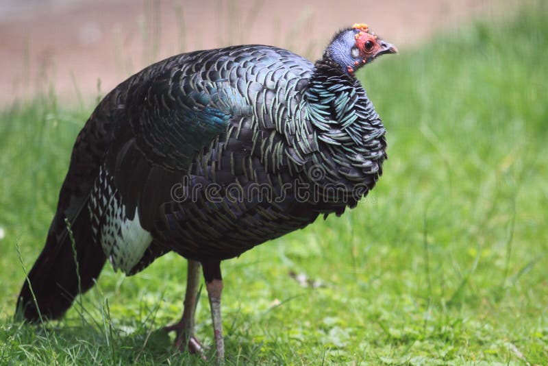 Ocellated turkey stock image. Image of turkey, ocellata - 26036299
