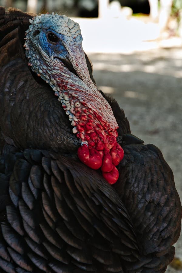 Ocellated Turkey Native of the Yucatan Peninsula Stock Photo - Image of ...