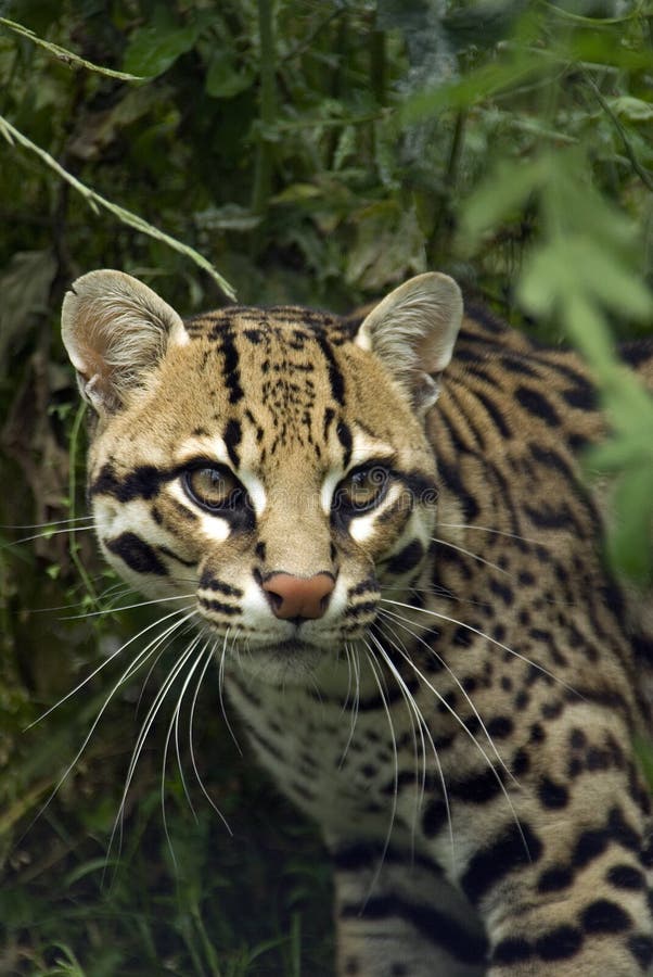 Ocelot stock image. Image of nature, spotted, ocelot - 14401633