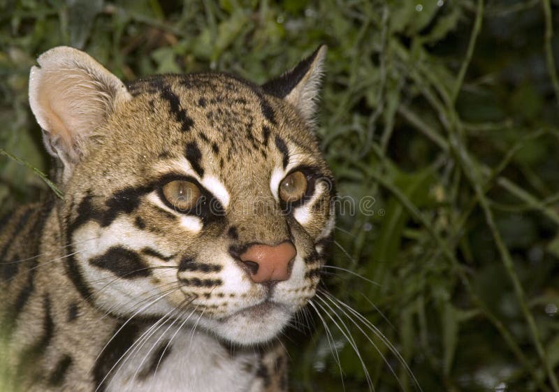 Are Ocelots Real