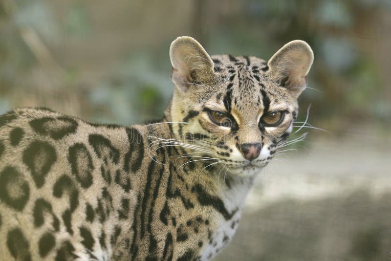 Ocelot stock photo. Image of ocelot, wary, widllife, leopardus - 19391910