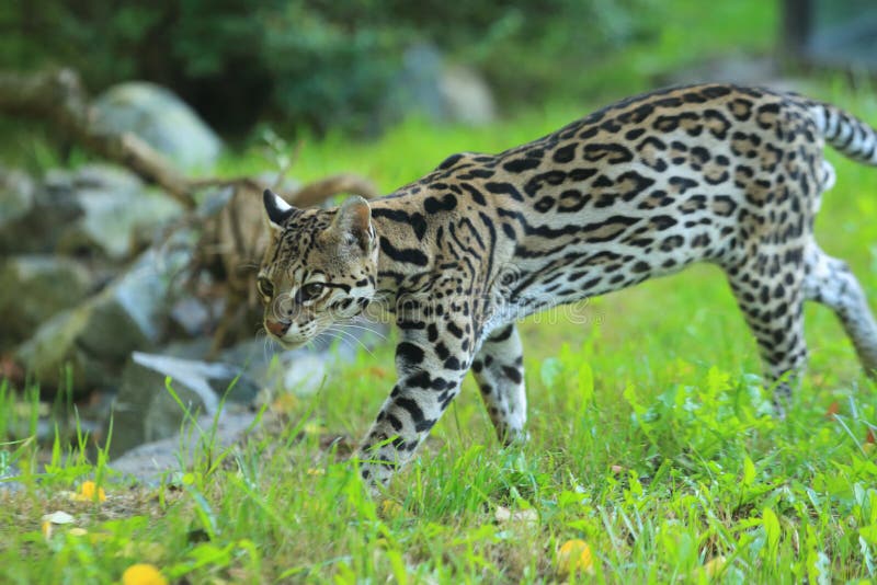 Ocelot stock photo. Image of ocelot, wary, widllife, leopardus - 19391910