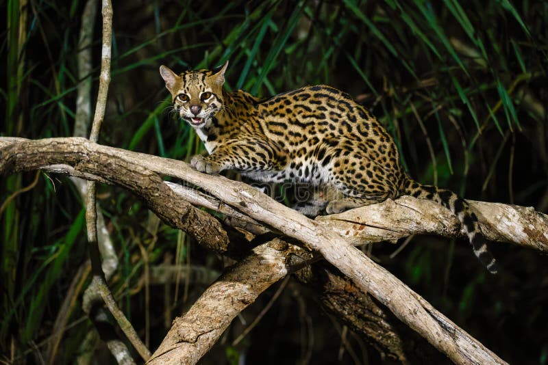 Ocelot Balanced on Crossed Branches of a Tree Stock Photo - Image of ...