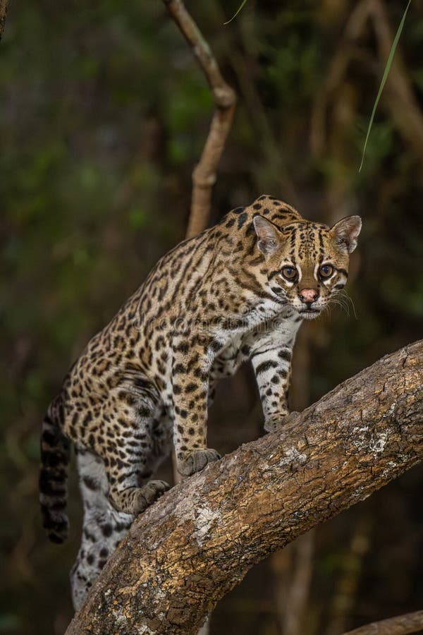 Ocelot Climbing a Tree in the Pantanal Stock Photo - Image of jungle ...