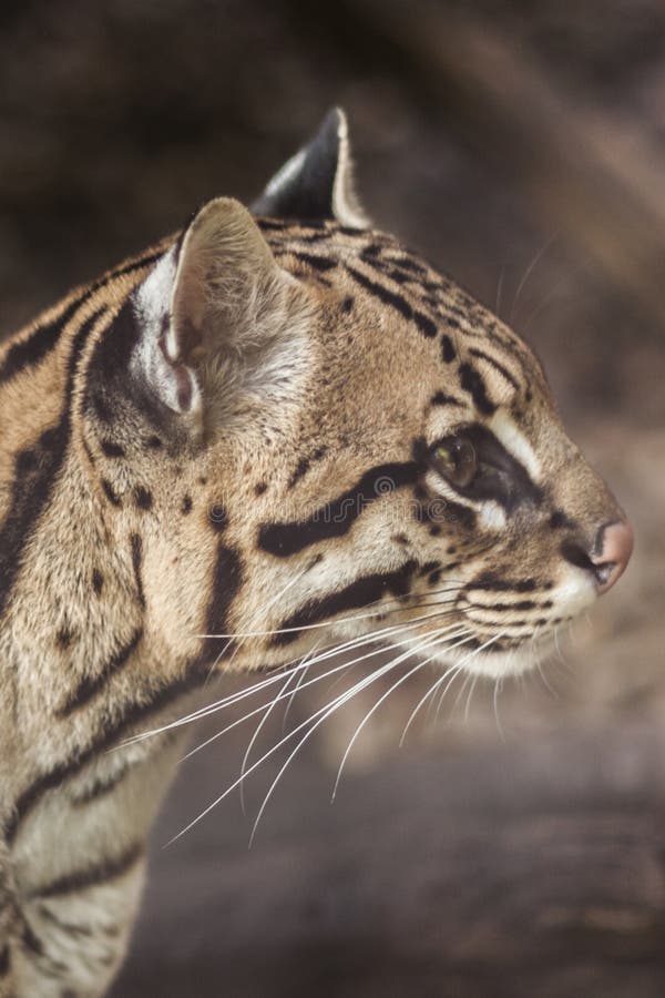 261 Ocelot Face Stock Photos - Free & Royalty-Free Stock Photos from ...