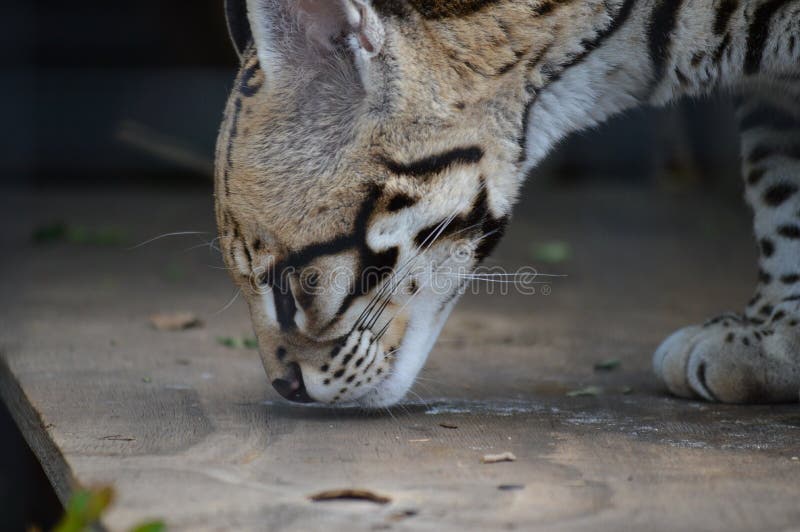 The Ocelot or Dwarf Leopard (Leopardus Pardalis) Stock Image - Image of ...