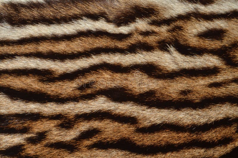 Ocelot fur background stock photo. Image of exotic, detail - 38403264