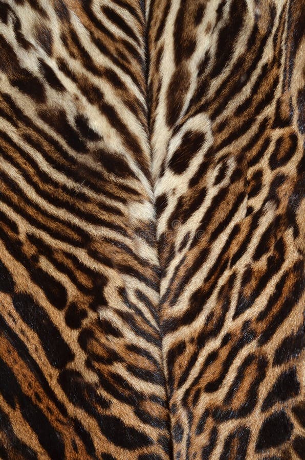 Ocelot fur background stock photo. Image of macro, beautiful - 38403358