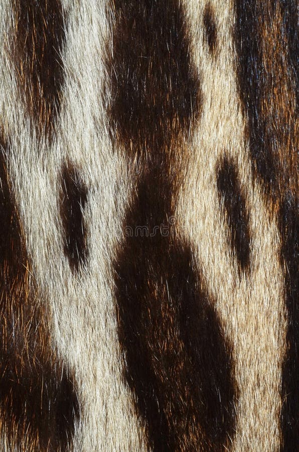 Ocelot fur details stock image. Image of skins, copy - 31519969