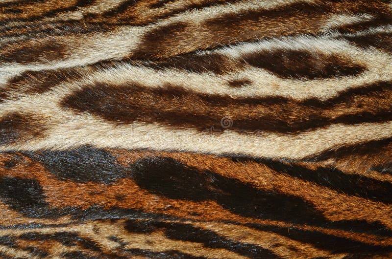 Ocelot fur details stock image. Image of skins, copy - 31519969