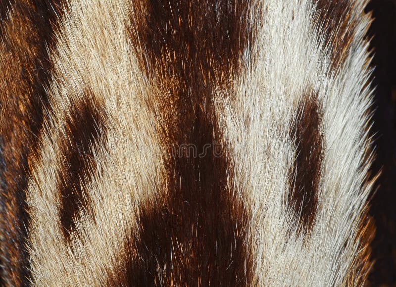 Ocelot fur stock image. Image of wild, textures, space - 47783469