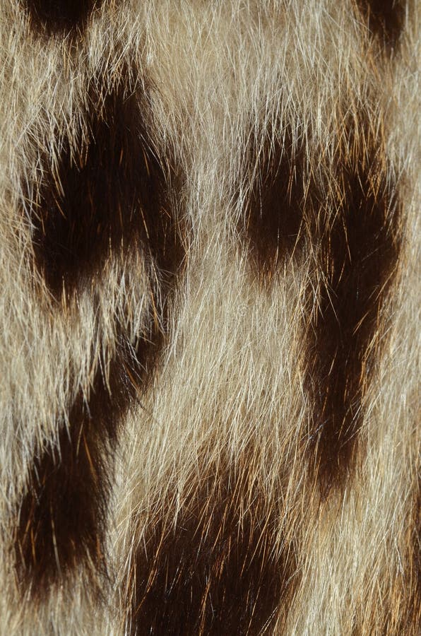 Ocelot fur detail stock photo. Image of kenya, coat, leopard - 31396524