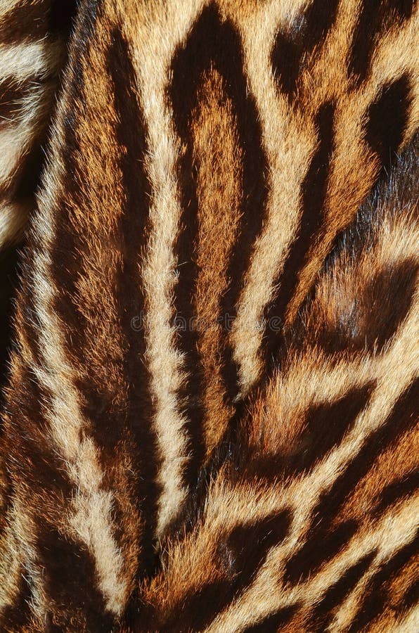 Ocelot fur details stock image. Image of skins, copy - 31519969