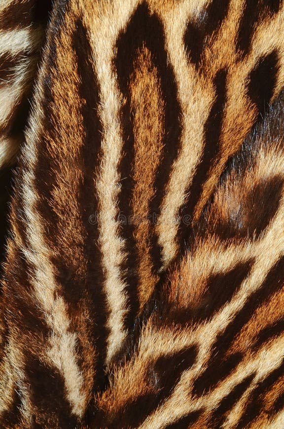 Ocelot fur stock image. Image of leopards, patterns, ocelots - 42083171