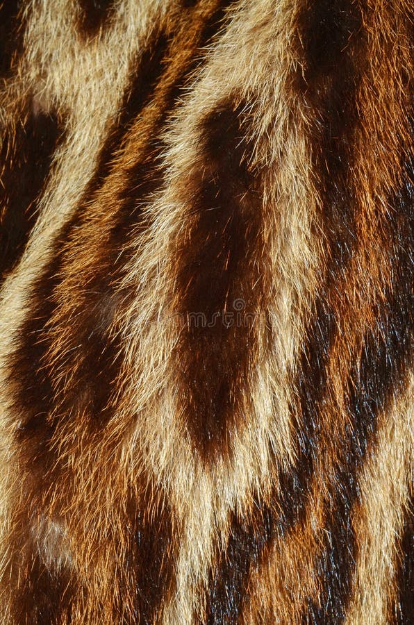 Ocelot fur details stock image. Image of skins, copy - 31519969