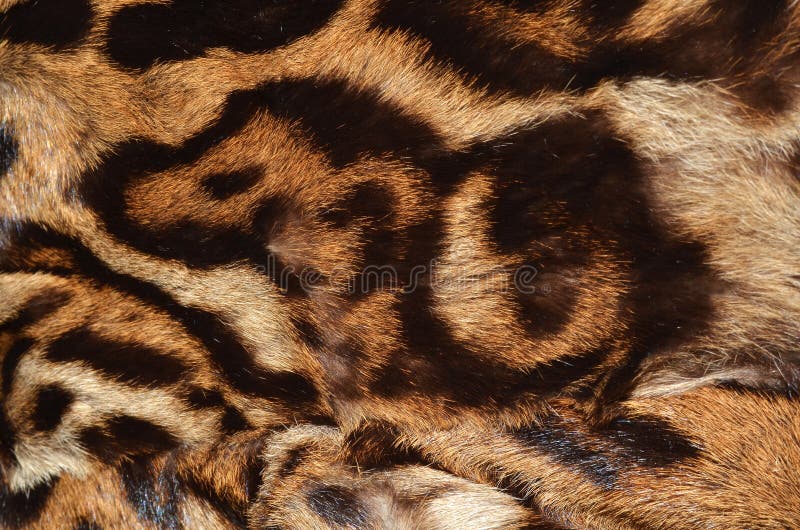 Ocelot fur details stock image. Image of skins, copy - 31519969