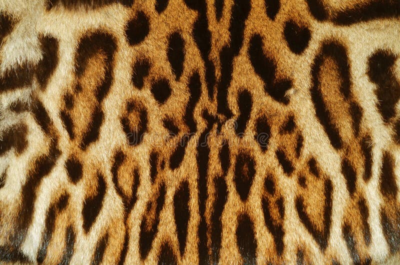 Ocelot fur details stock image. Image of skins, copy - 31519969