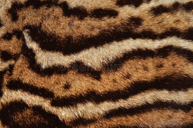 Ocelot fur details stock image. Image of skins, copy - 31519969