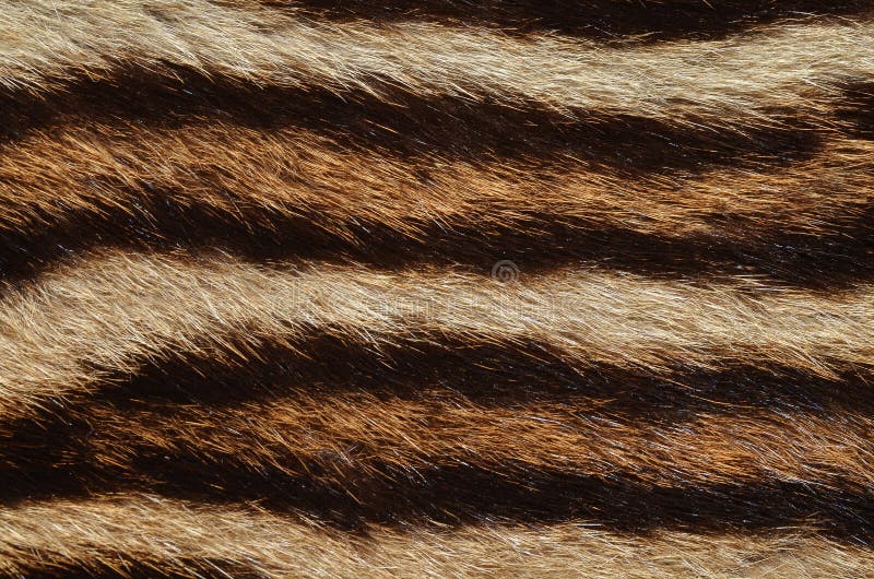 Ocelot fur details stock image. Image of skins, copy - 31519969