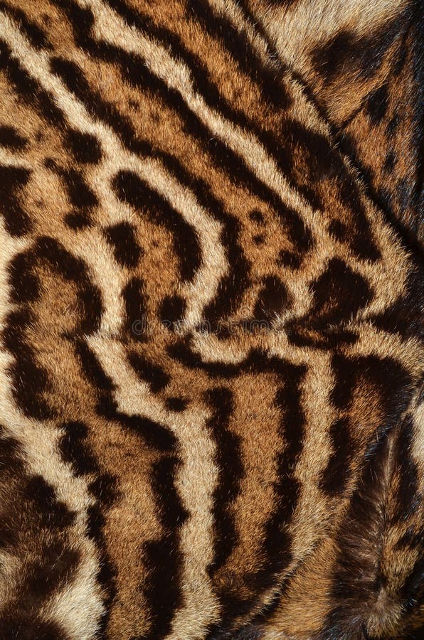 Ocelot fur texture stock photo. Image of animals, detail - 37241308