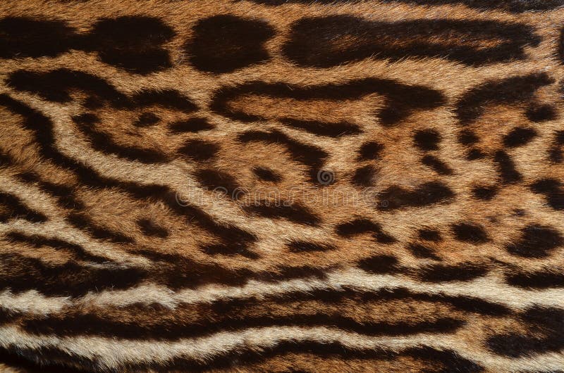 Ocelot fur texture stock photo. Image of amazonian, patterns - 31519712