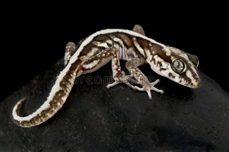 1,556 Ocelot Stock Photos - Free & Royalty-Free Stock Photos from ...