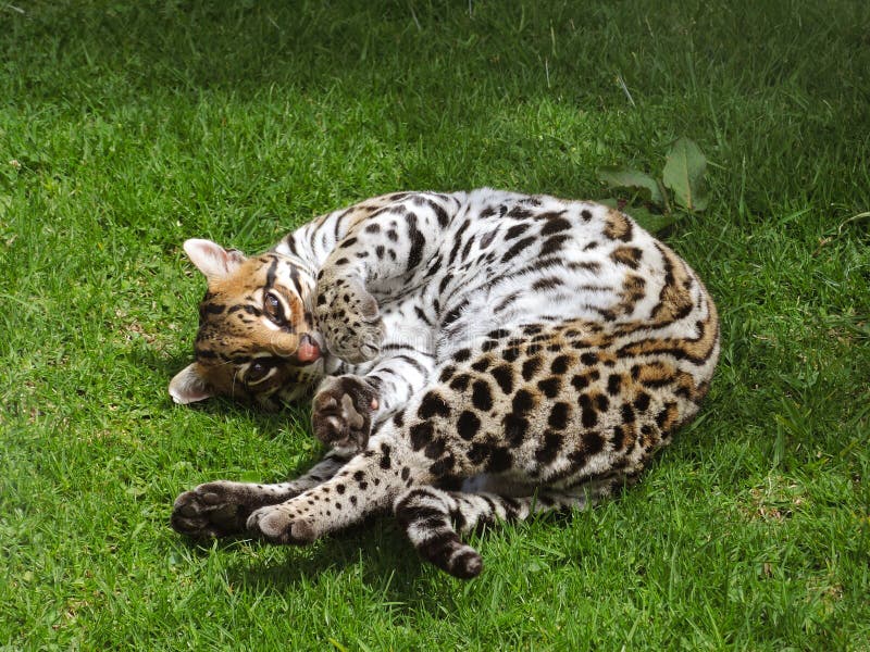 Wild Ocelot stock photo. Image of strength, dangerous - 19145326