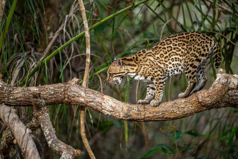 Ocelot in the Jungle of the Pantanal Stock Photo - Image of male, south ...