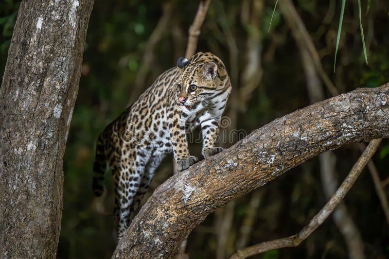 Ocelot Looking Over Its Shoulder at the Ground Below Stock Image ...