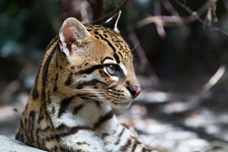 Ocelot, stock image. Image of jungle, feline, danger - 39702359