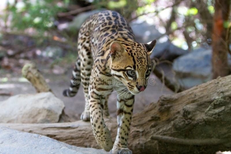 Ocelot, stock image. Image of jungle, feline, danger - 39702359