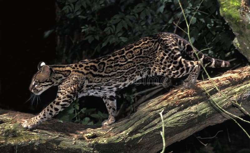Ocelot, Leopardus Pardalis, Adult Stock Photo - Image of leopardus ...