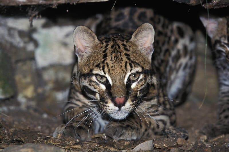 Ocelot, Leopardus Pardalis, Adult Stock Photo - Image of ocelot, lying ...