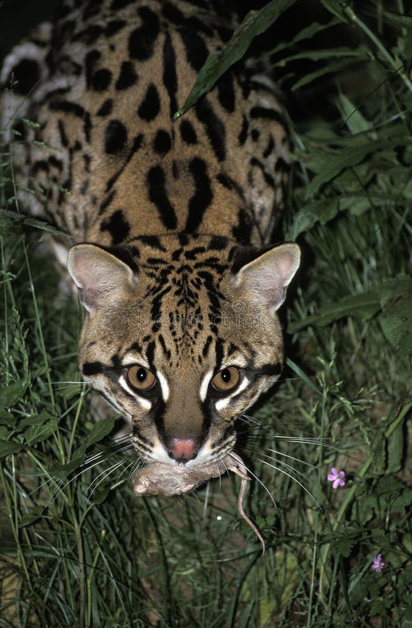 Ocelot, Leopardus Pardalis, Adult Catching Rat Stock Photo - Image of ...