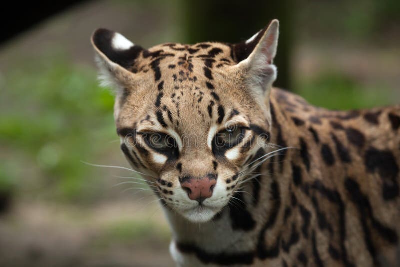 Ocelot Leopardus pardalis stock image. Image of felidae - 86181185