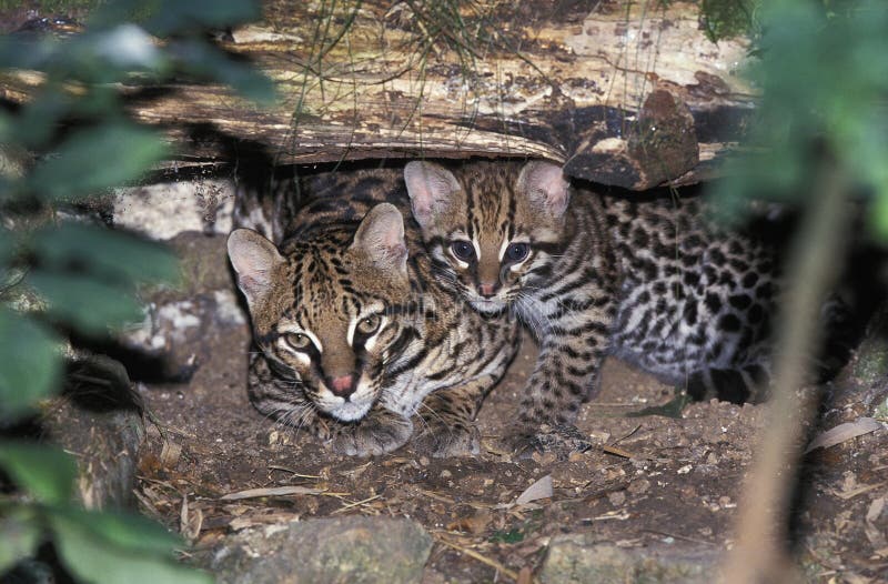 Baby Ocelot Stock Photos - Free & Royalty-Free Stock Photos from Dreamstime