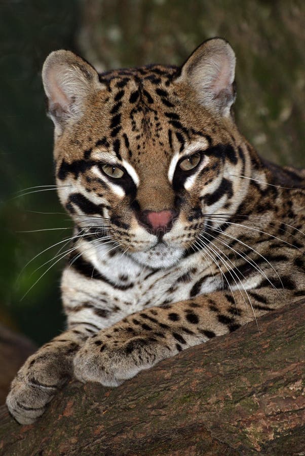 OCELOT leopardus pardalis stock image. Image of animal - 170214673