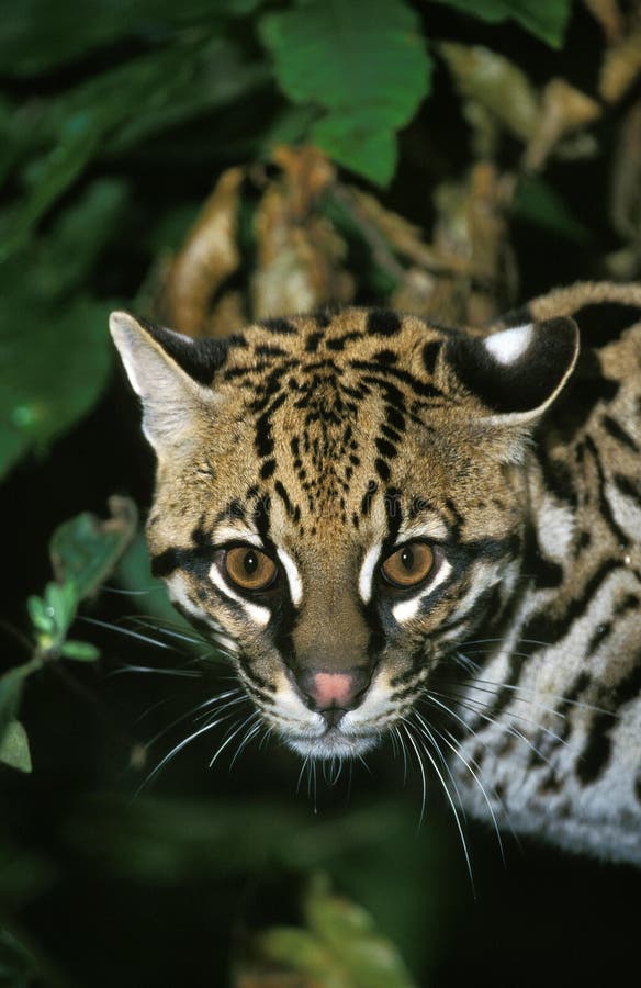 Ocelot, Leopardus Pardalis, Portrait of Adult Stock Photo - Image of ...