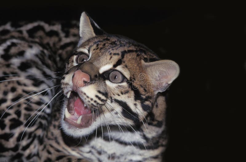 Ocelot, Leopardus Pardalis, Portrait of Adult Snarling Stock Image ...