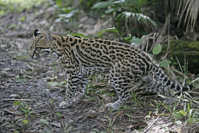 Ocelot Stock Photos - Download 931 Royalty Free Photos