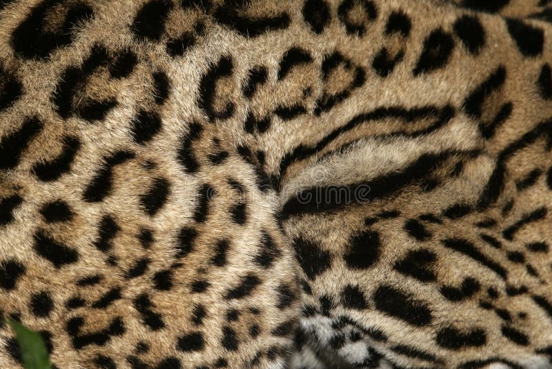 Ocelot, Leopardus pardalis stock photo. Image of america - 36361284