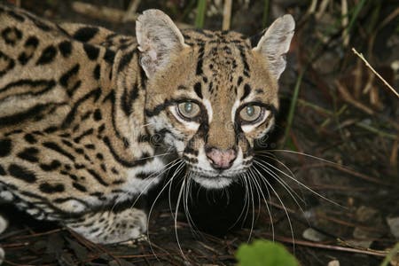 1,855 Ocelot Stock Photos - Free & Royalty-Free Stock Photos from ...