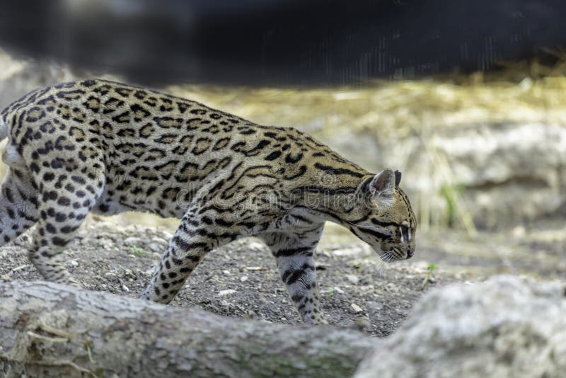 Are Ocelots Aggressive