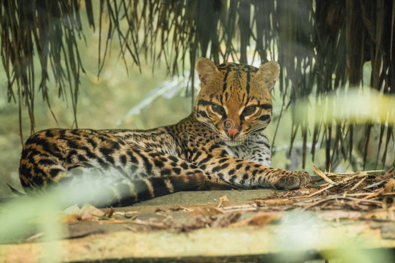 Ocelot Lying Down Looking at the Camera Stock Photo - Image of relaxed ...
