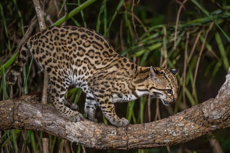 Ocelot at Night in the Pantanal Stock Photo - Image of wildlife, nature ...