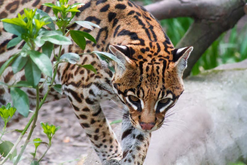 Ocelot stock photo. Image of tropical, carnivore, wild - 161564164