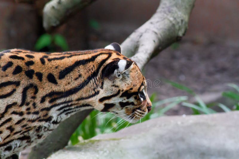 Ocelot stock photo. Image of nature, forest, predator - 161564170