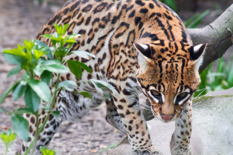 Ocelot stock photo. Image of south, tropical, carnivore - 161564172