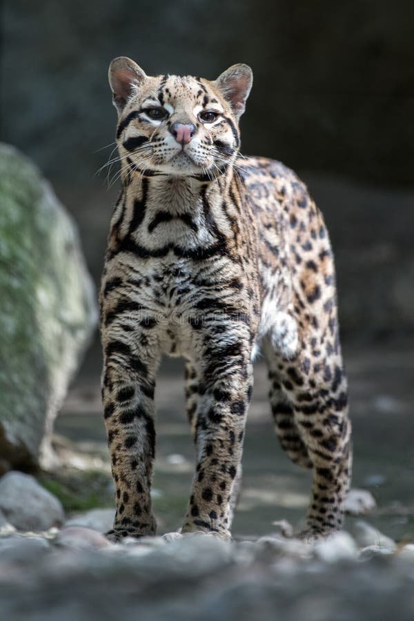 Ocelot Portrait while Looking at You Stock Image - Image of carnivore ...