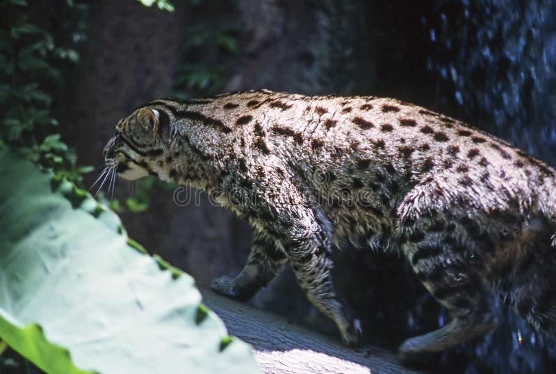 Ocelot stock photo. Image of animal, flora, trees, plants - 33279328